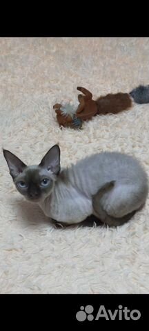 Котята девон-рекс