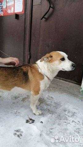 Славный коротколапик Бобби в добрые руки