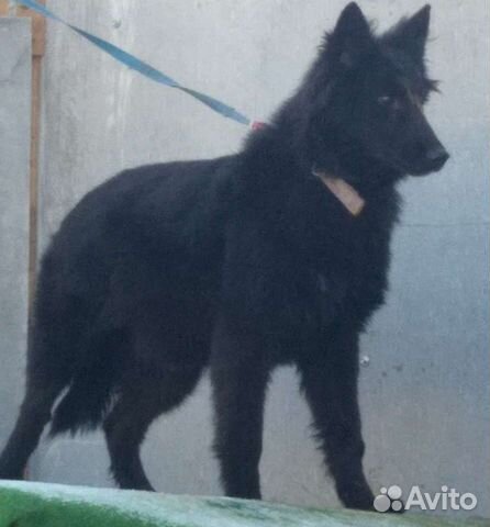 Бельгийская овчарка, грюнендаль, малинуа, тервюрен