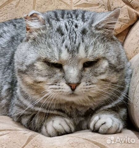 Милый пухляш