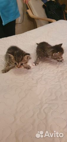 Котята в добрые ручки