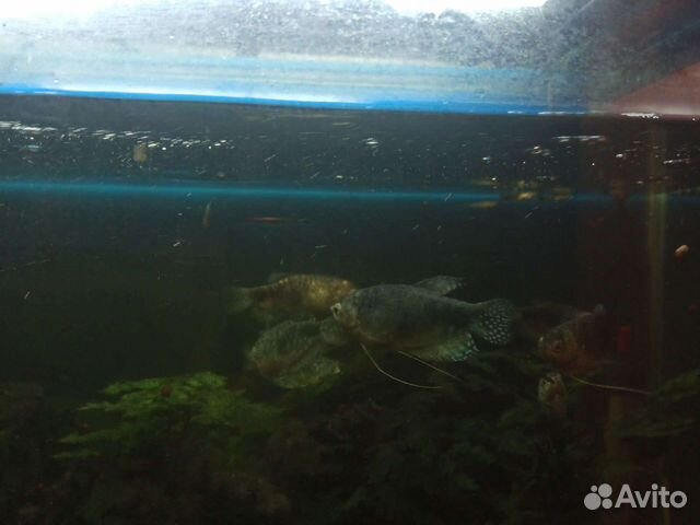 Аквариумные рыбки