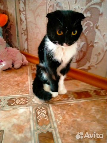 Красивая кошечка вислоушка стерилизована