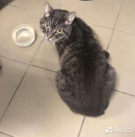 Кот