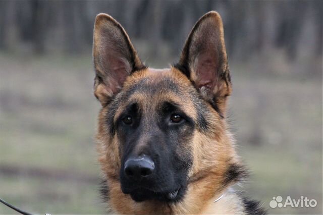 В продаже кобели подростки