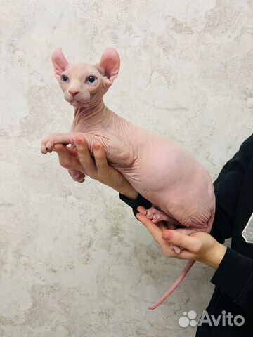Канадский сфинкс эльф котенок