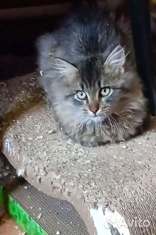 Кот сибиряк