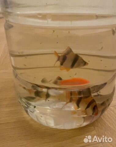 Аквариумные рыбки