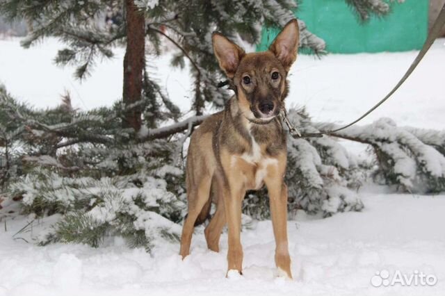 Собаки бесплатно в добрые руки