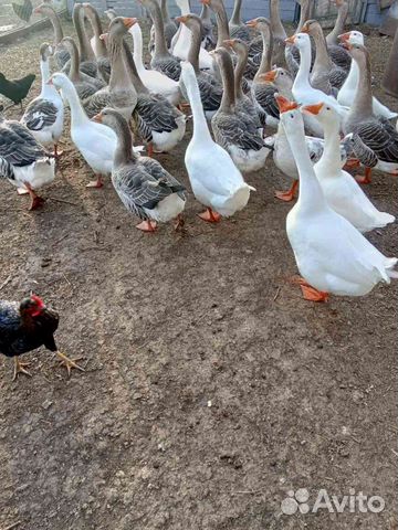 Гуси живьем, бараны