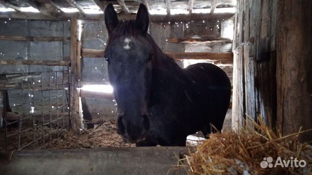 Жеребец Красавчик