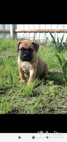 Щенок бульмастифа