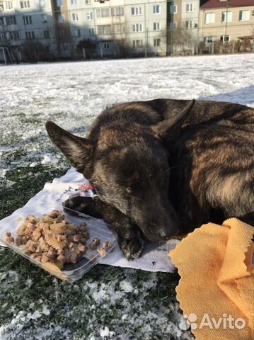 Потерялась собачка,ищем хозяина,если не найдём то