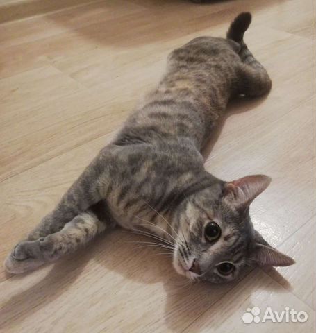 Кошка на вязку