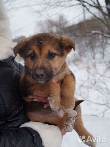 Щенок в добрые руки