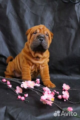 Щенки шарпей, чудесная милашка