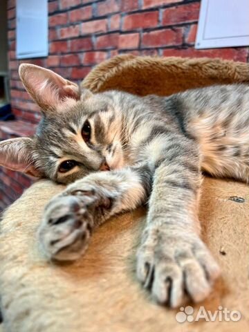 Котенок Лукас 3,5 мес ищет дом