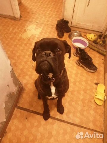 Немецкий боксёр