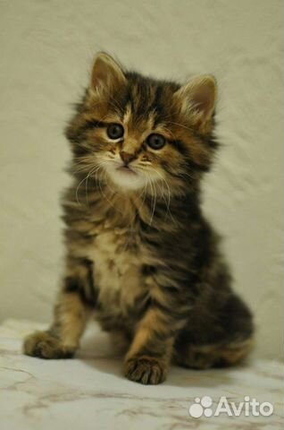 Курильский бобтейл