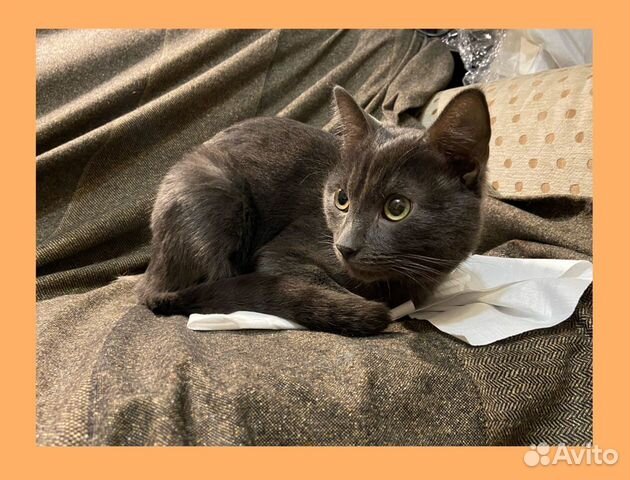 Кот в добрые руки