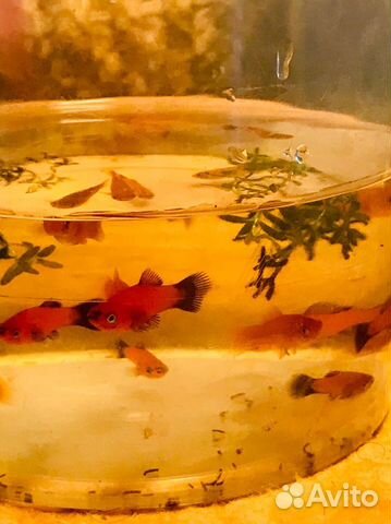 Аквариумные рыбки яркие меченосцы подростки