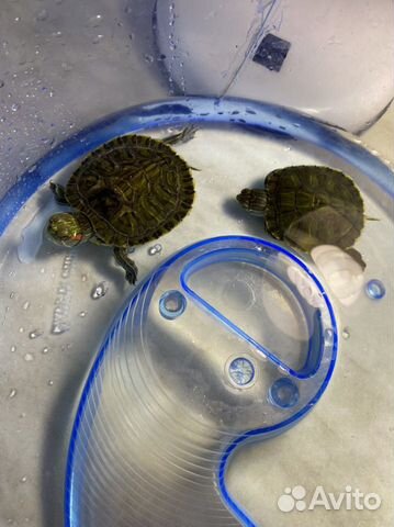 Красноухая черепаха бесплатно