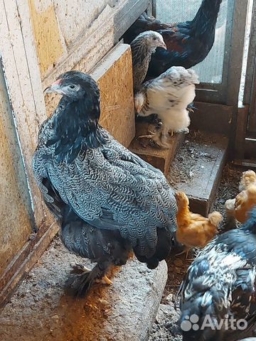 Брама куропатчатая и поместные лохмоногие, крупные