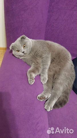 Шотландский вислоухий кот вязка