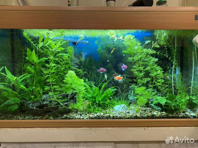 Кабомба, элодея, ряска