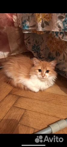 Котенок Маргаритка