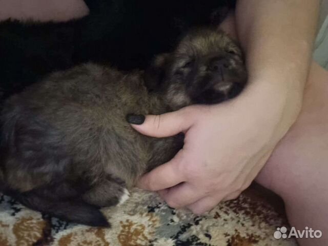 Щенок 1,5 мес в дар