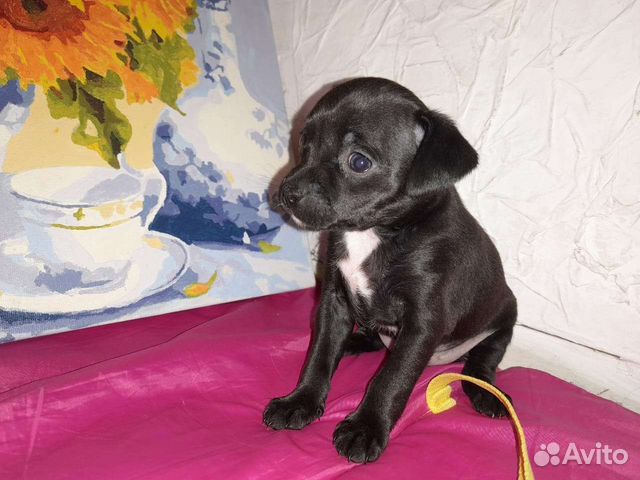 Щенок тойчика