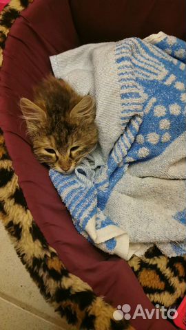 Пушистая мини-рысь