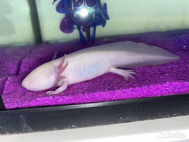 Аксолотль белый альбинос