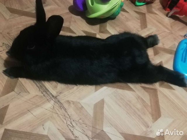 Кролик декоративный с клеткой
