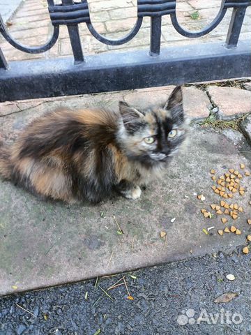 Кошечка в добрые руки