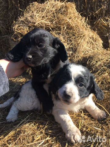 Щенки помесь