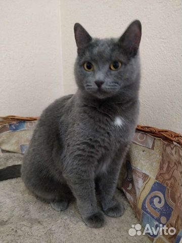 Дымка ищет дом