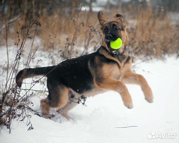 Щенок