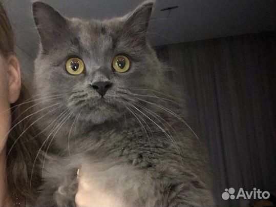 Кот небилунг