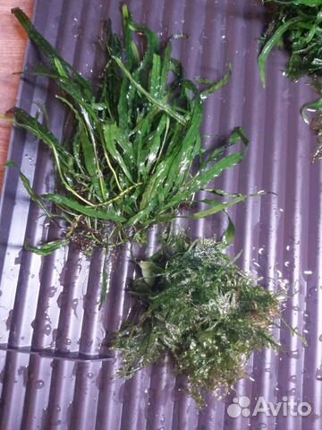 Аквариумные растения