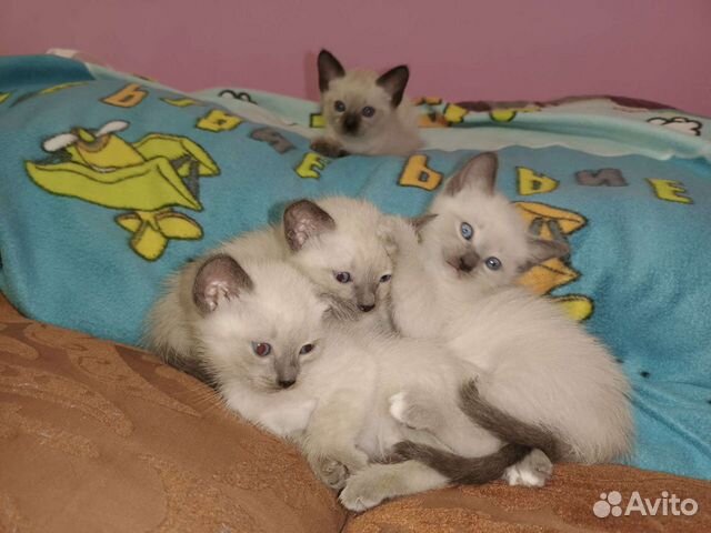 Тайские котята
