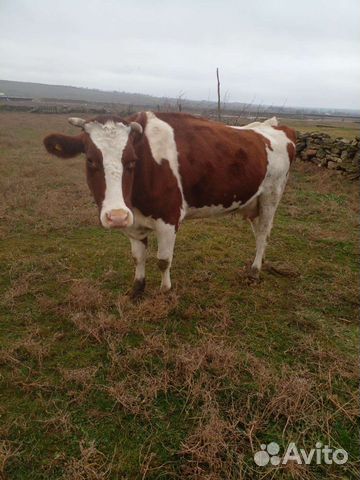 Корова на мясо