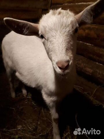 Зааненские козы племенные