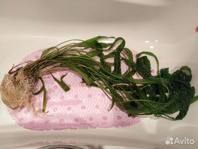 Криптокорина балансе растение аквариумное