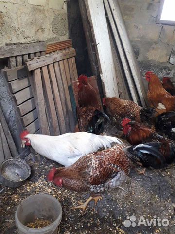 Петухи легор и доминант