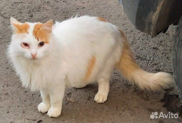 Красивый котик-мышелов