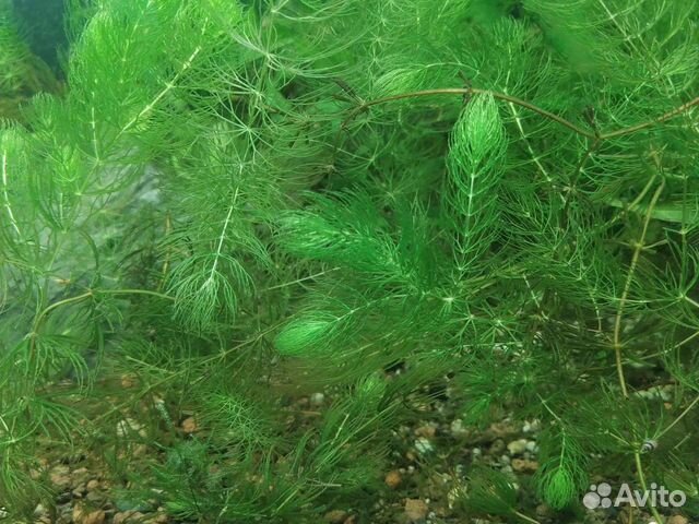 Роголистник