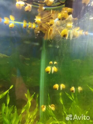 Улитки ампулярии