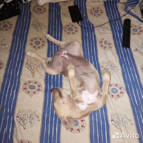 Амстафф
